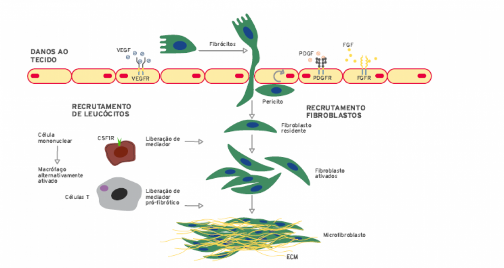 Ofev® | Boehringer Ingelheim