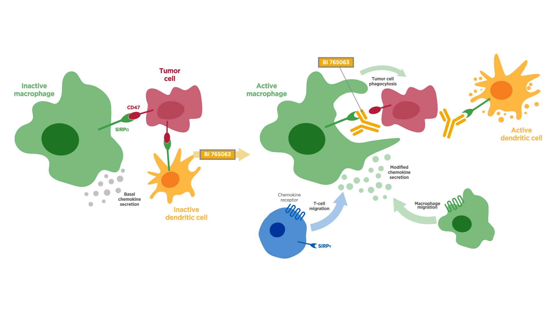 SIRPα Antagonist | InOncology – Boehringer Ingelheim