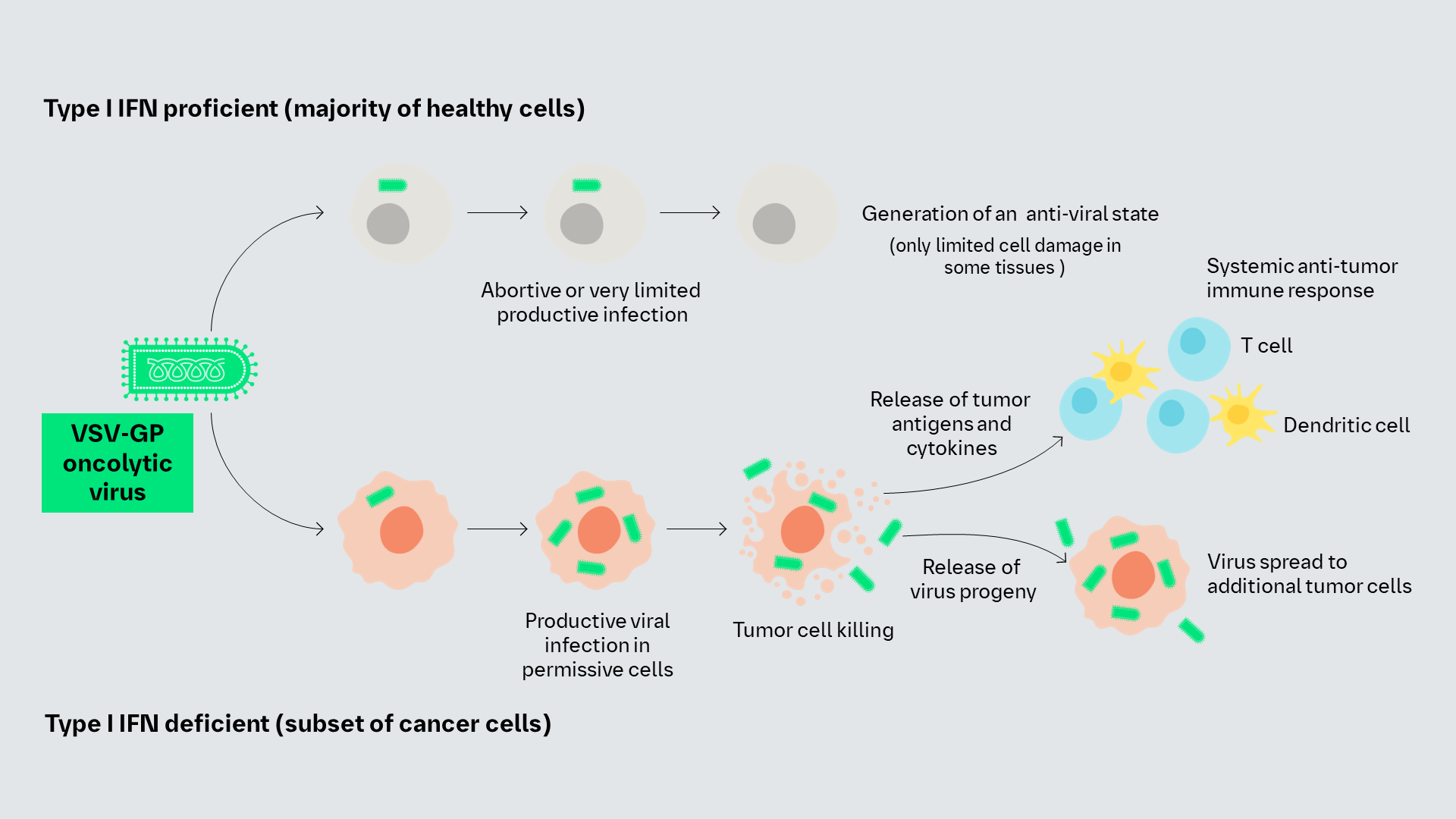 VSV-GP | InOncology – Boehringer Ingelheim