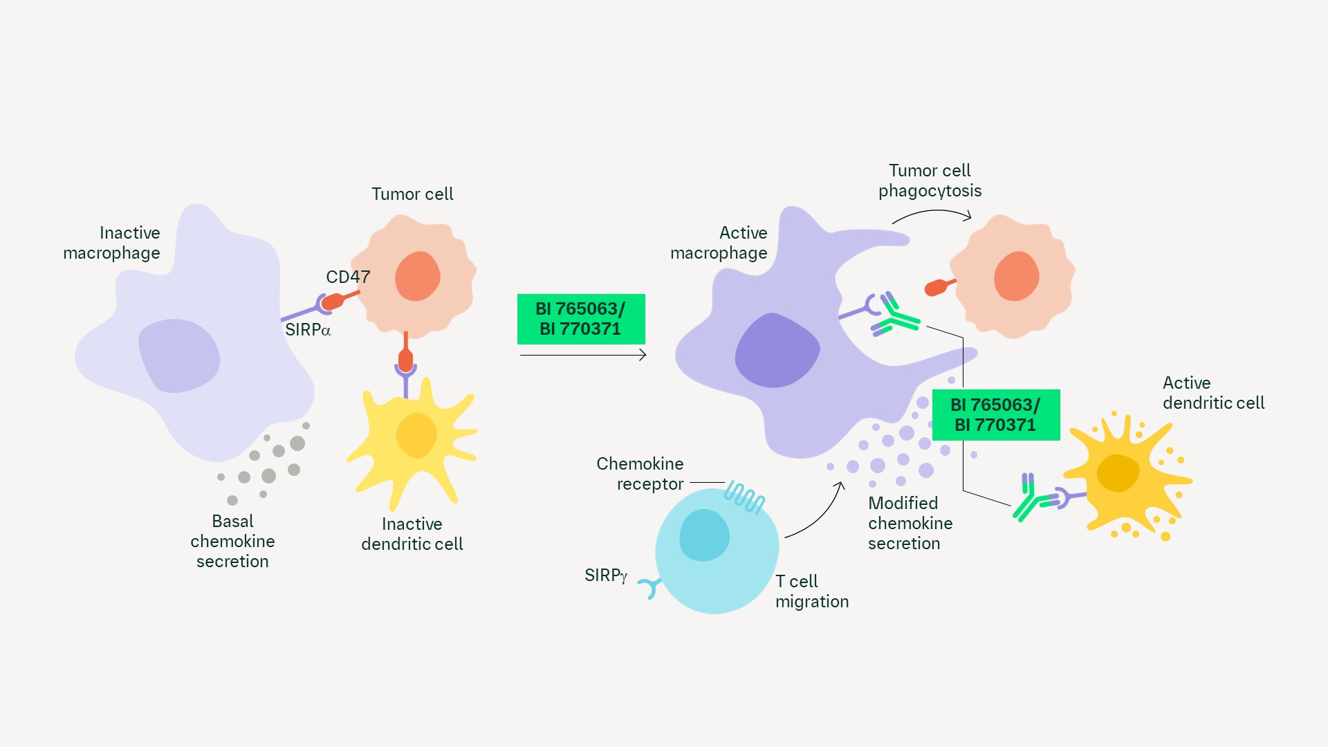 SIRPα Antagonist | InOncology – Boehringer Ingelheim