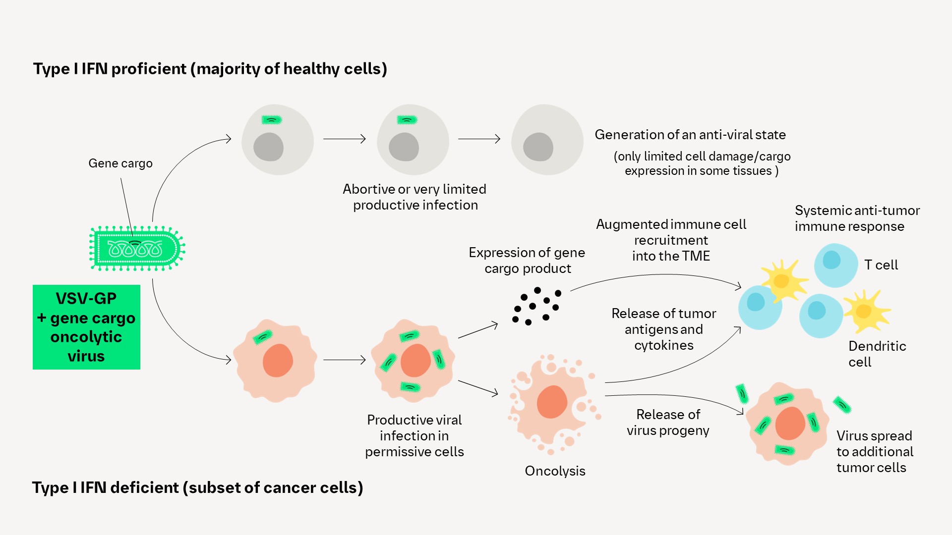 VSV-GP | InOncology – Boehringer Ingelheim