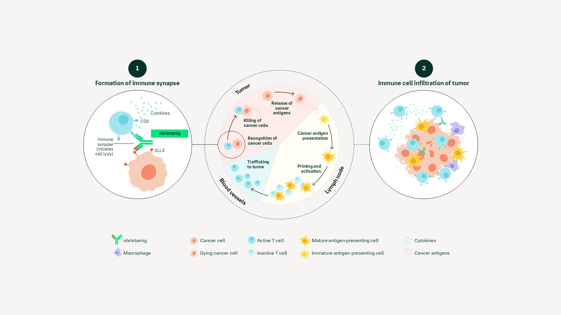 DLL3/CD3 T-cell engager | InOncology – Boehringer Ingelheim