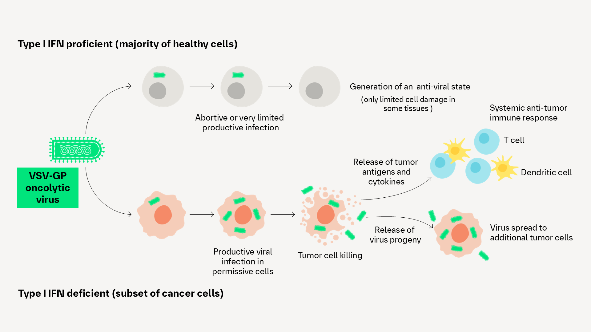 VSV-GP | InOncology – Boehringer Ingelheim