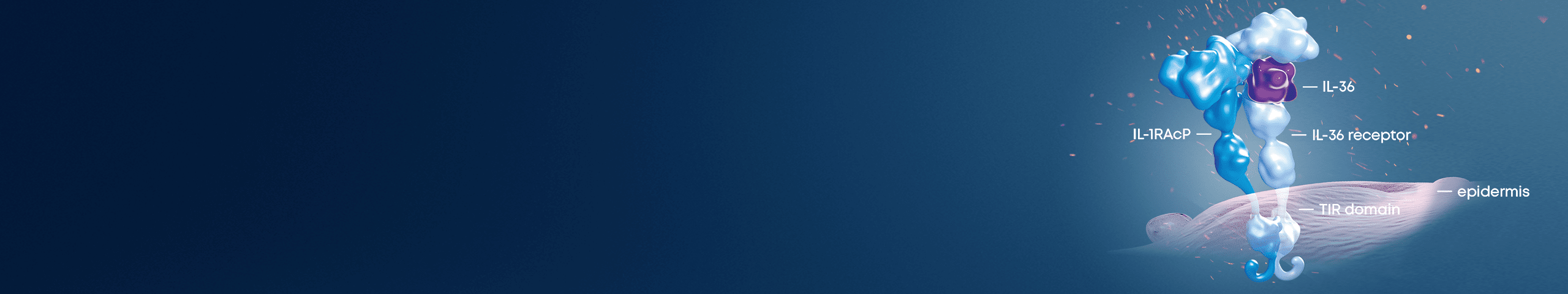 The Pathology of Generalized Pustular Psoriasis | GPP Walks In