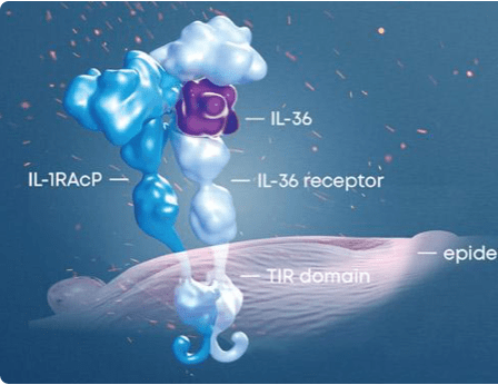 HCP Site for Singapore country on GPP | GPP Walks In