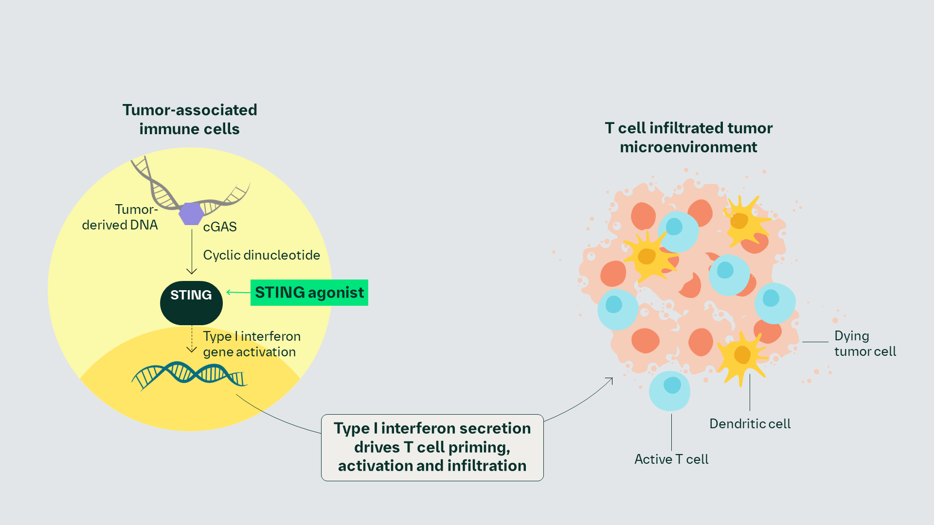 2nd Generation STING Agonist | Clinical Research | InOncology