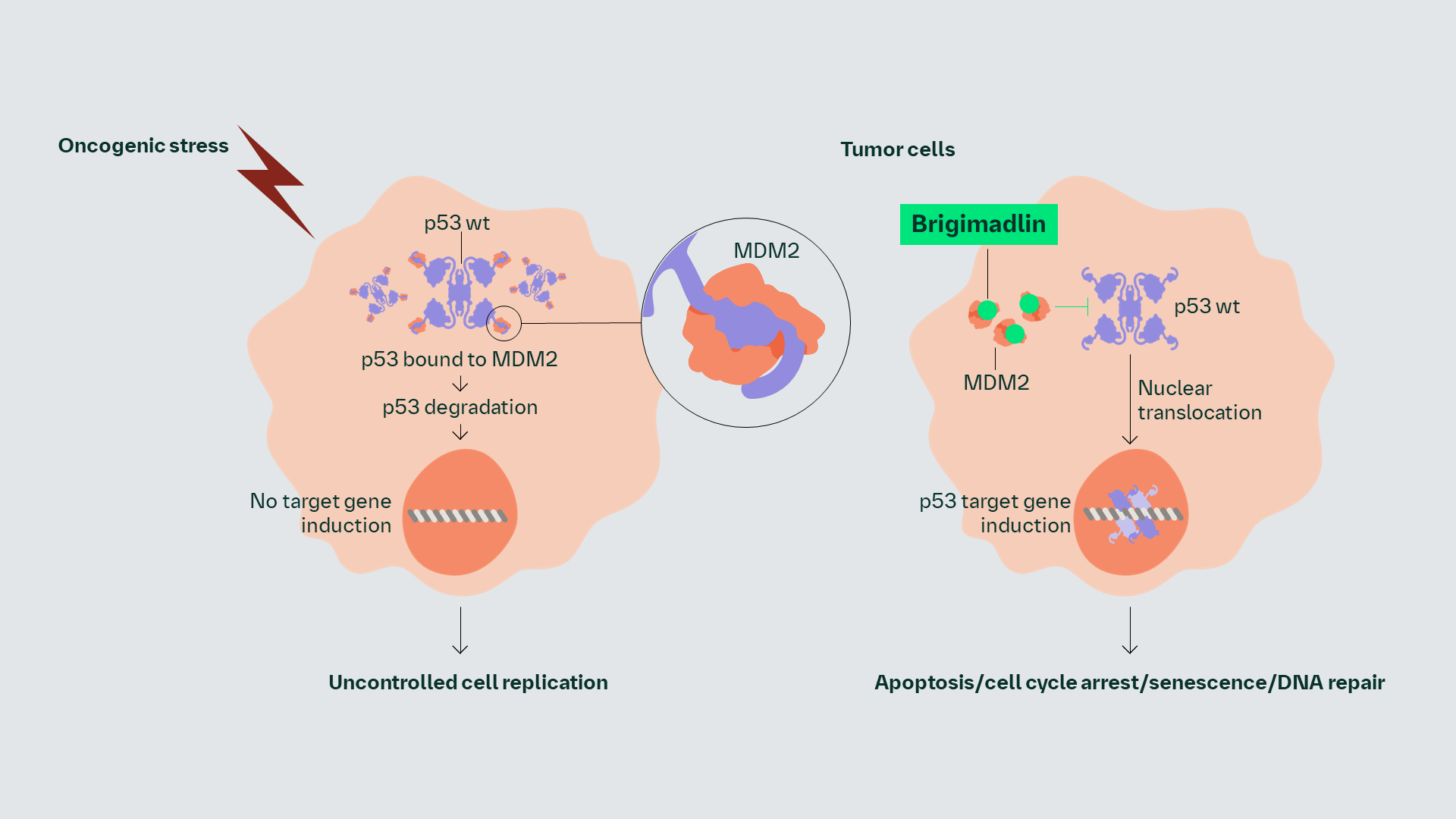 MDM2-p53 Antagonist | Clinical Research | InOncology