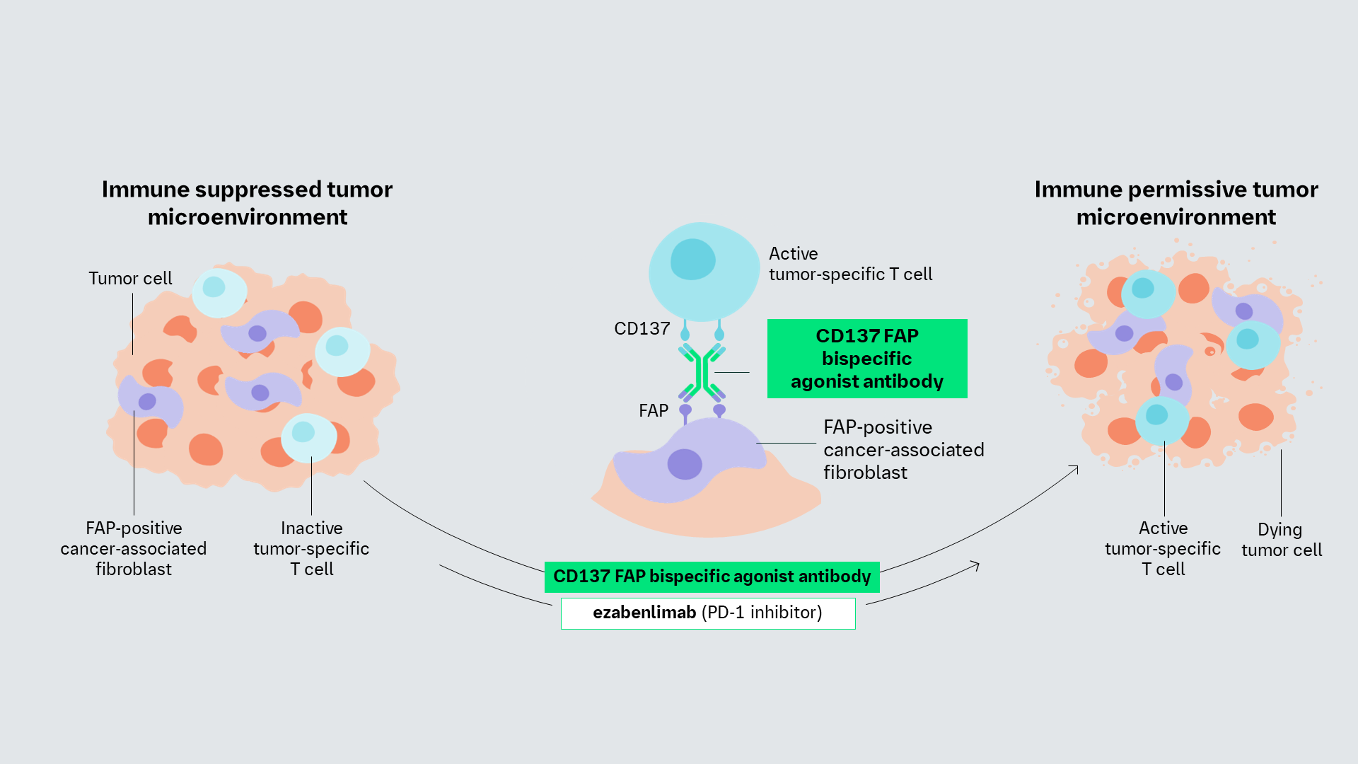 CD137 FAP Agonist | Clinical Research | InOncology