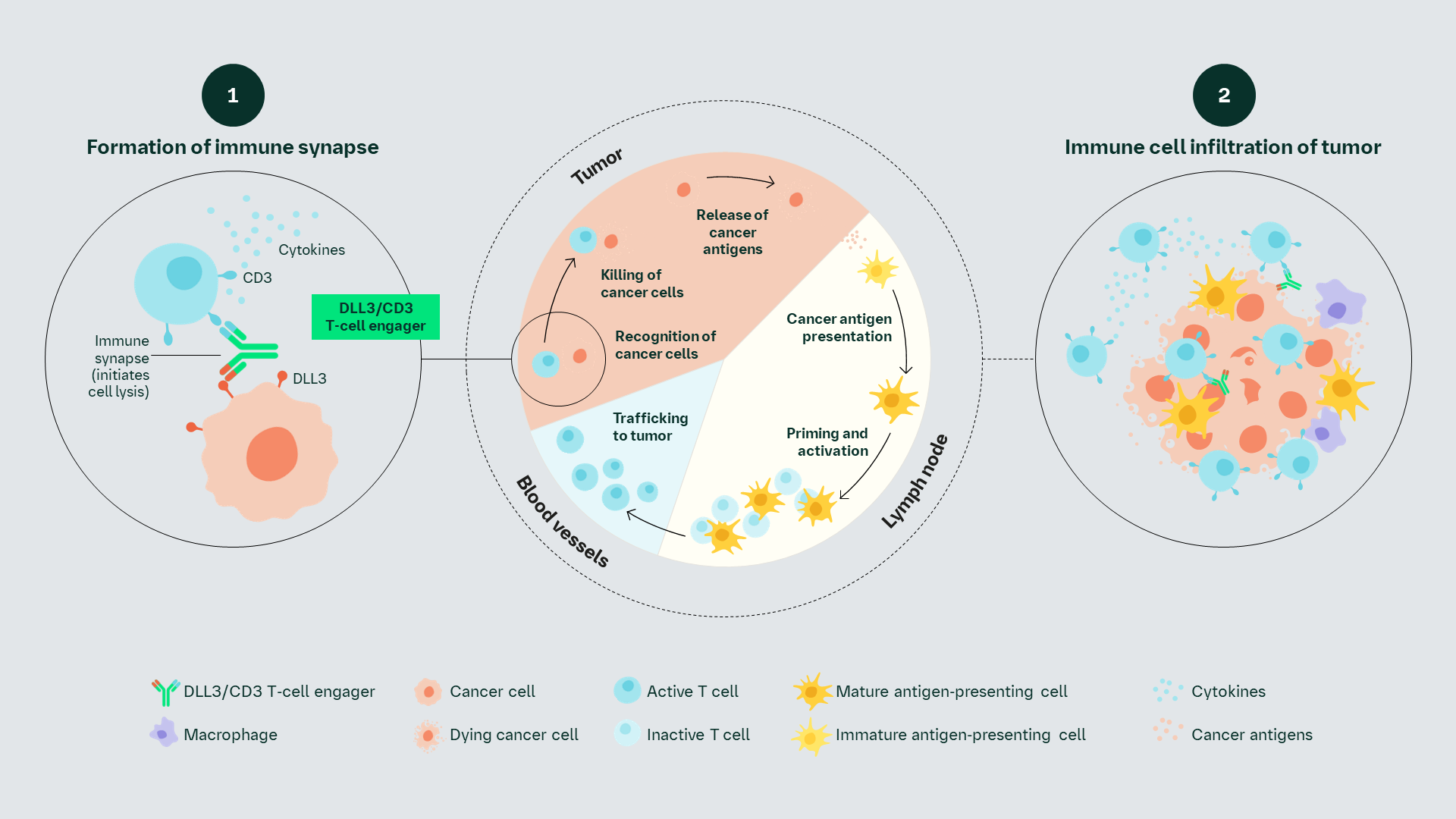 DLL3/CD3 T-cell Engager | Clinical Research | InOncology