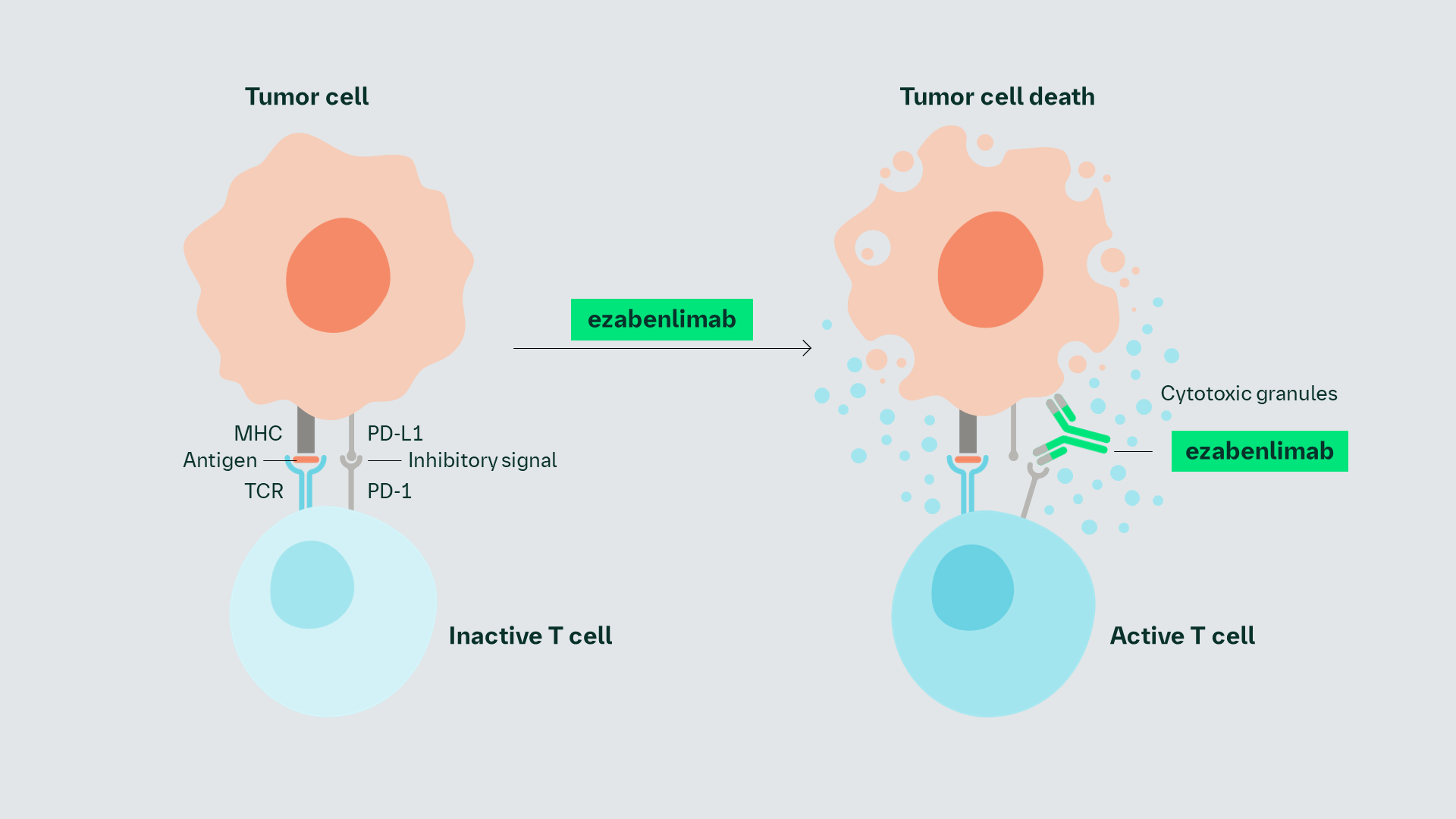 PD-1 Inhibitor | Clinical Research | InOncology