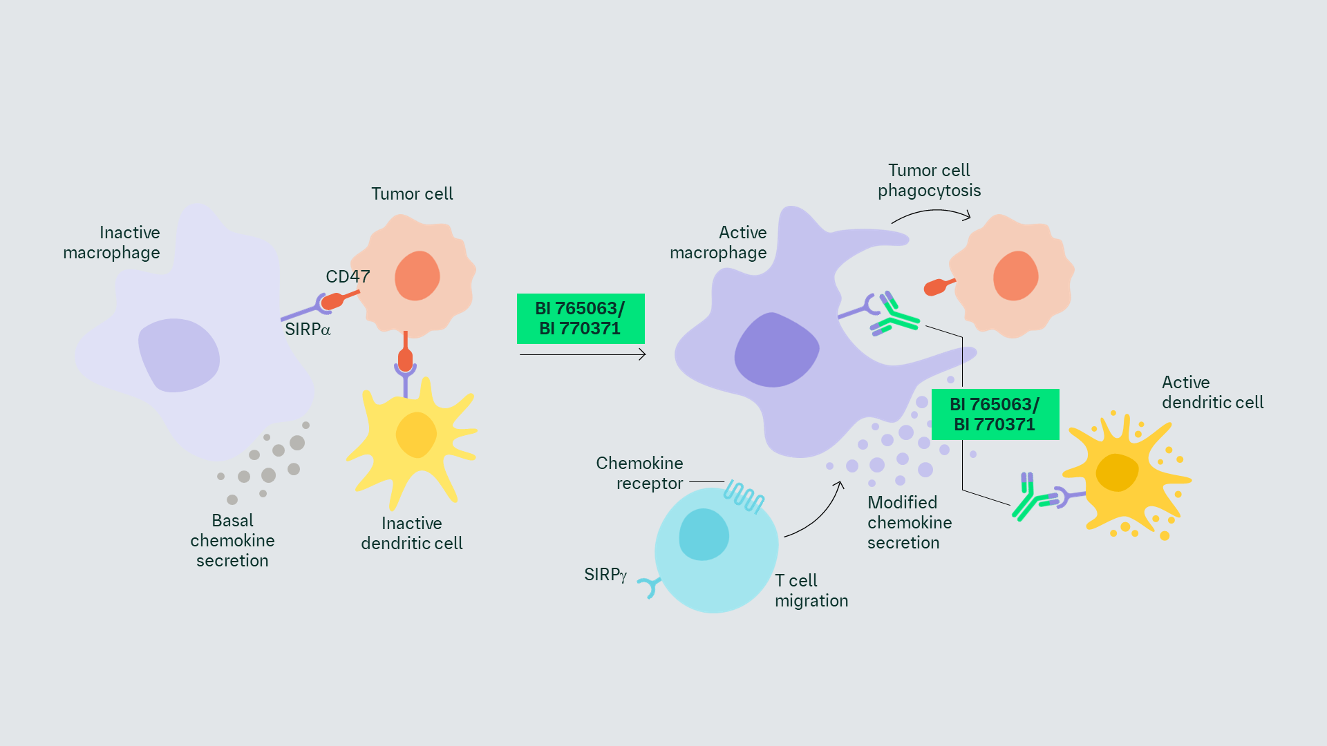 SIRPα Antagonists | Clinical Research | InOncology