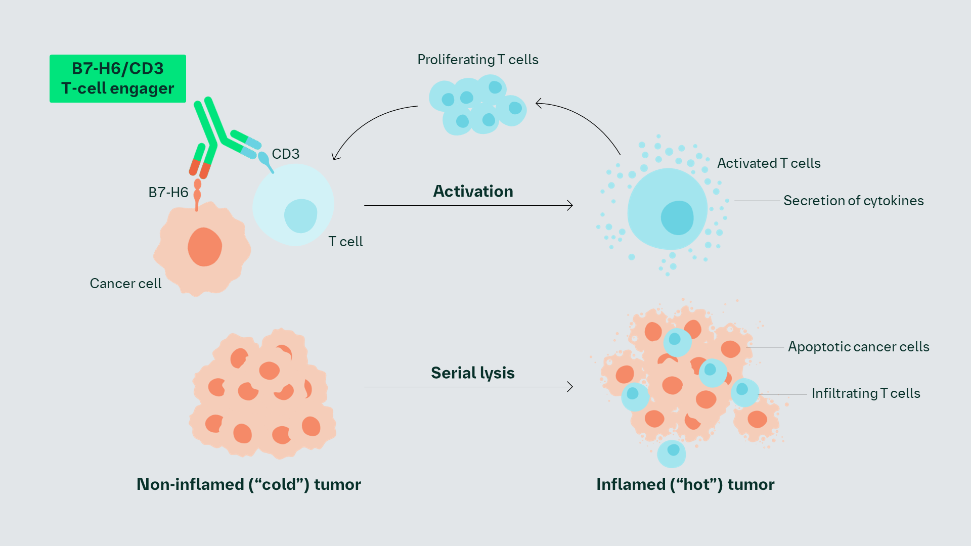 B7-H6/CD3 T-cell Engager | Clinical Research | InOncology