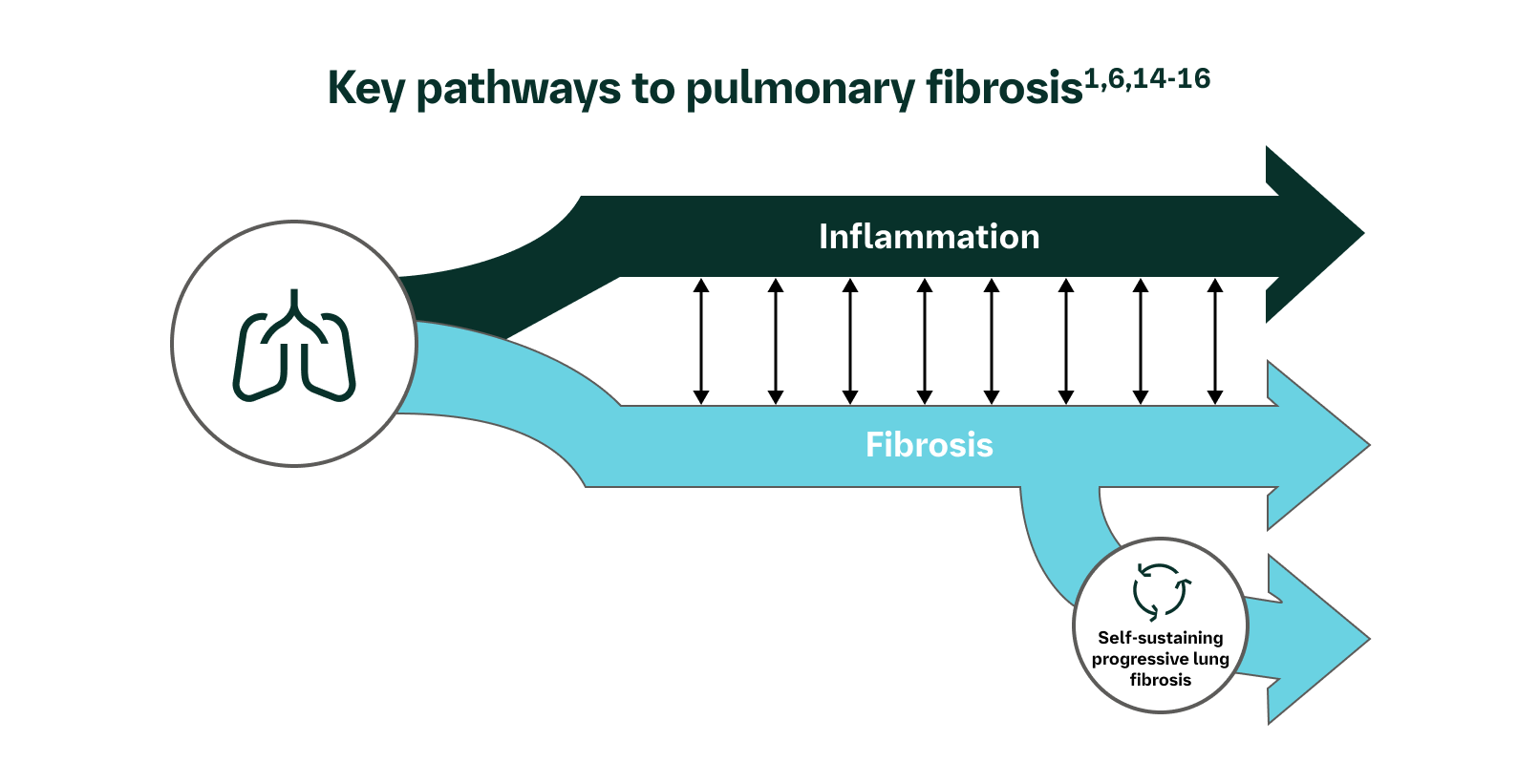 Complexities of Interstitial Lung Disease | Insights in ILD