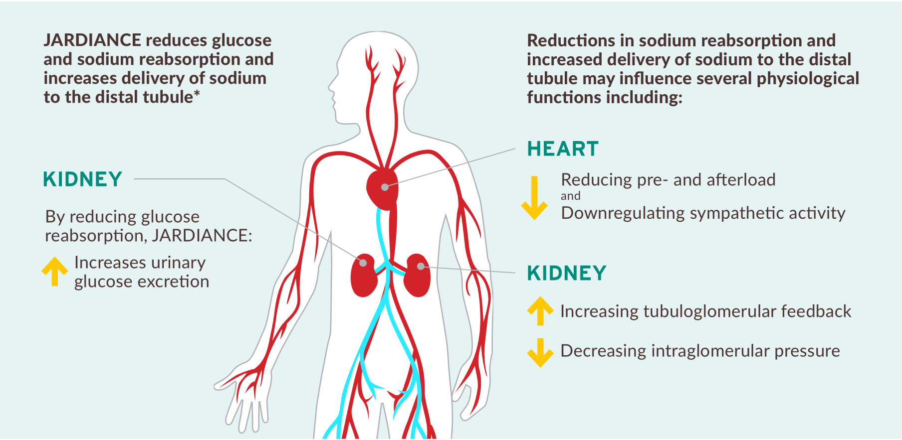 MOA for Adults with T2D | Jardiance® (empagliflozin) tablets