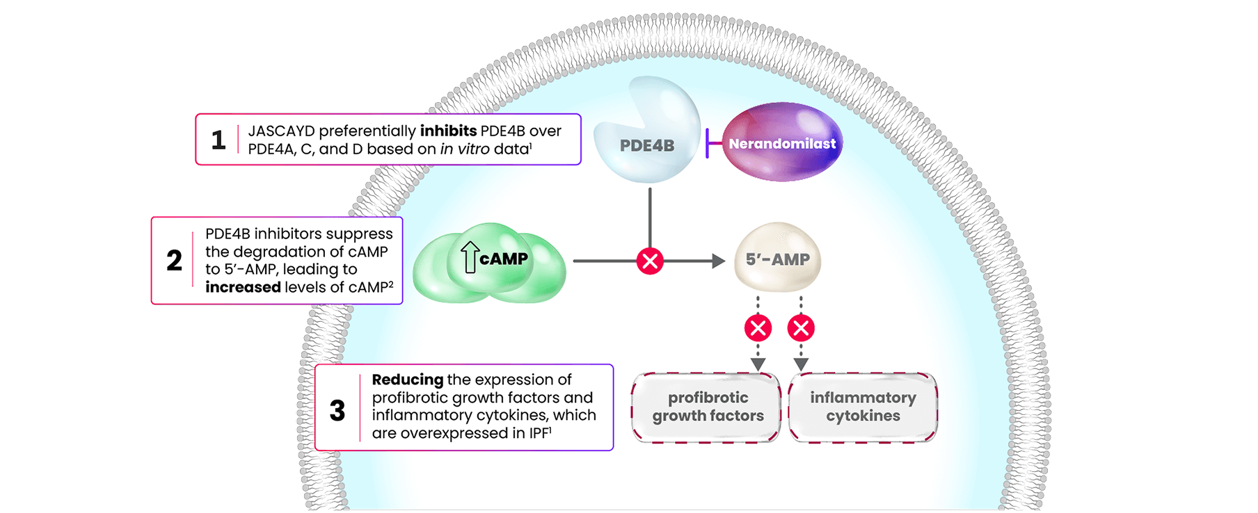 How JASCAYD® (nerandomilast) Tablets Works | JASCAYD® (nerandomilast ...