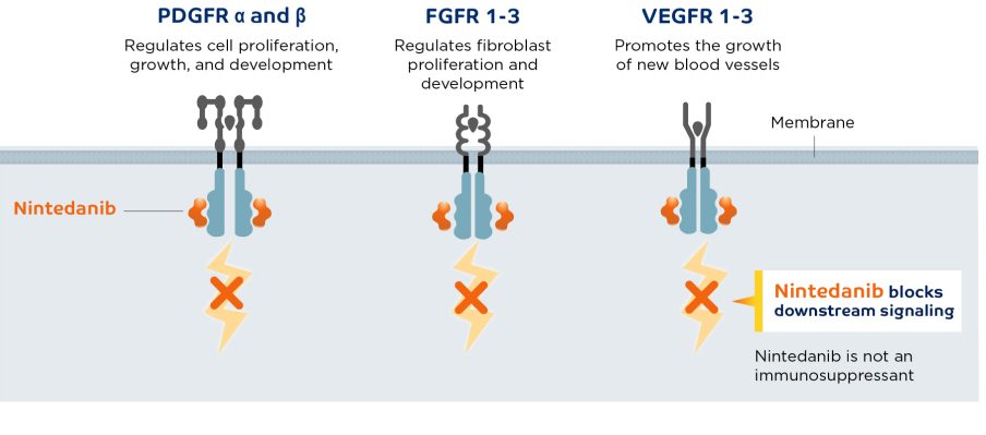 Mechanism of Action | OFEV® (nintedanib) capsules