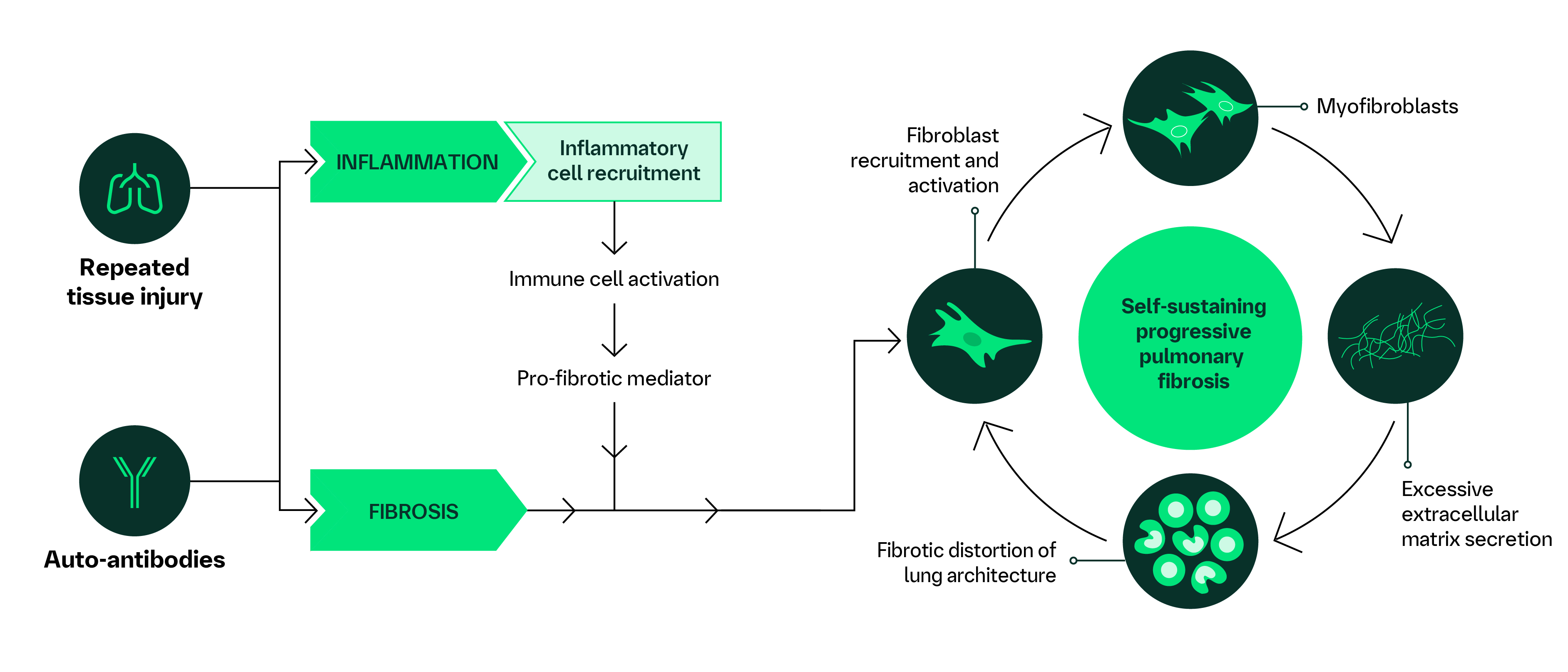 Progressive Pulmonary Fibrosis (PPF) | BI Respiratory Education