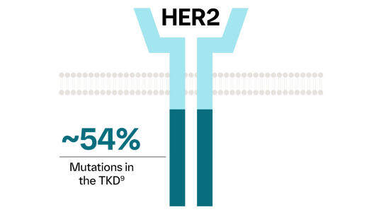 Non-Small Cell Lung Cancer (NSCLC) & HER2 (ERBB2) Mutation In NSCLC